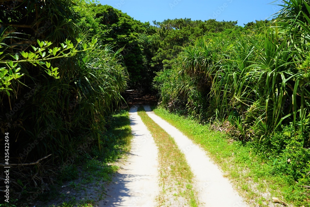 Lush green mangroves in tropical coastal swamp in Okinawa, Japan ...