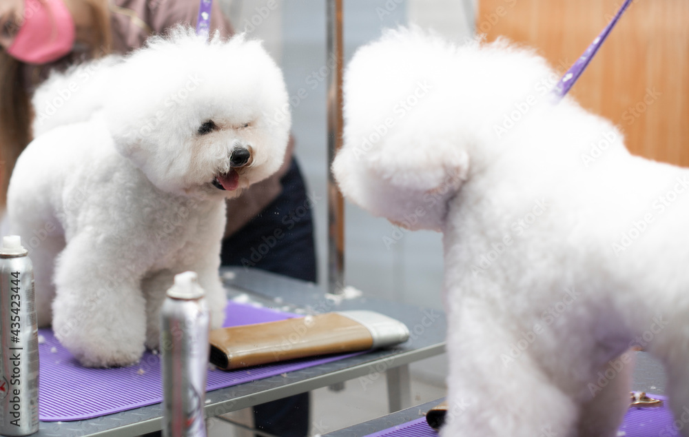 Bichon frise grooming. Happy Bichon frise. Grooming process. Dog ...