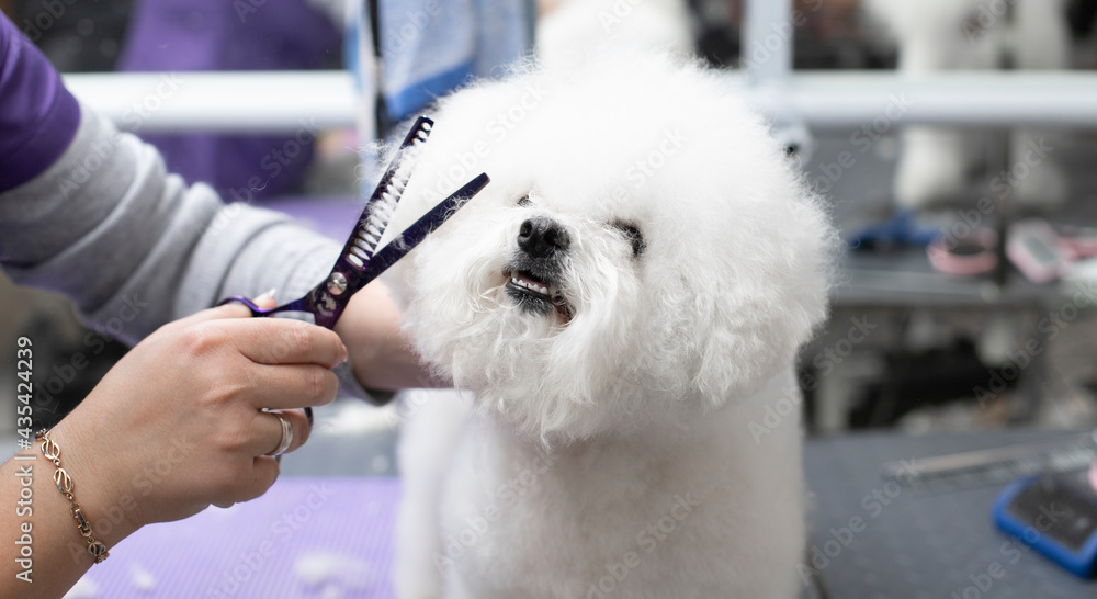 Bichon frise grooming. Happy Bichon frise. Grooming process. Dog ...