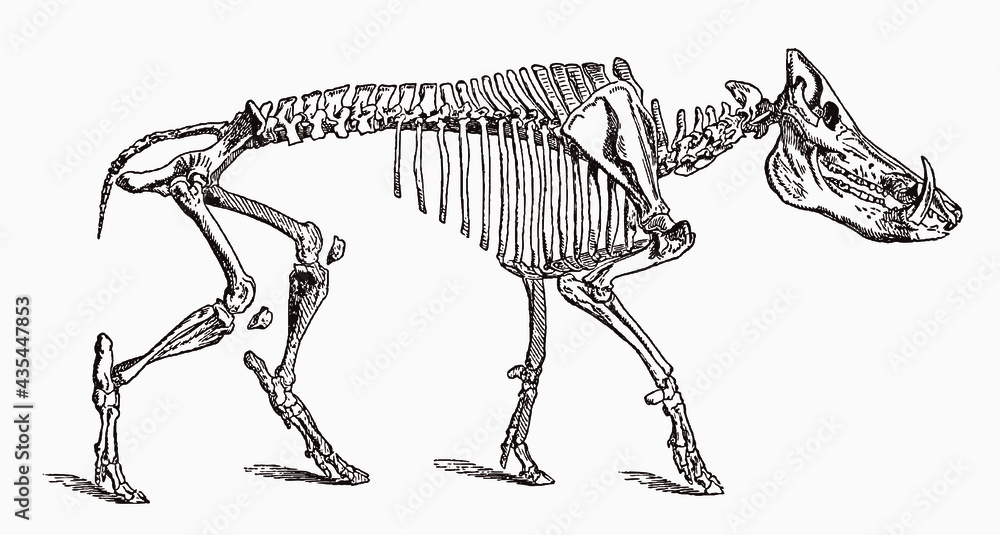 Skeleton of male wild boar in profile view, after antique engraving ...