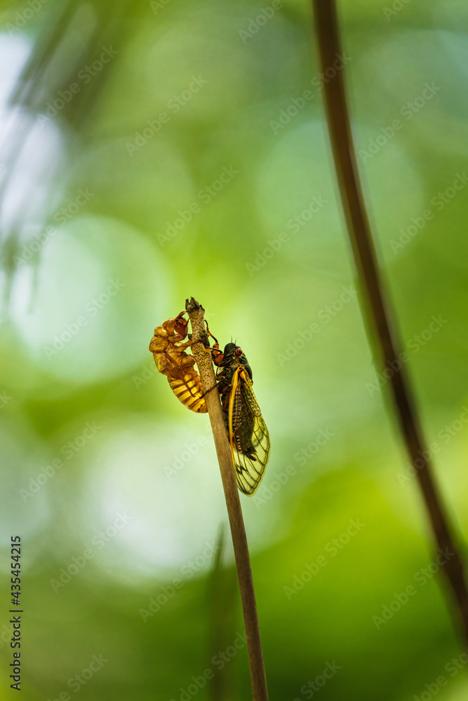 Brood-X Cicada with shell on a stick. Macro, close-up. Green Background ...