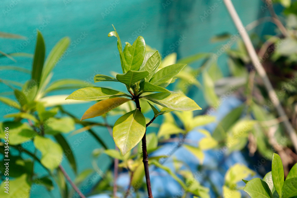 Foto Stock Chandni flower tree in india Tabernaemontana coronaria plant ...