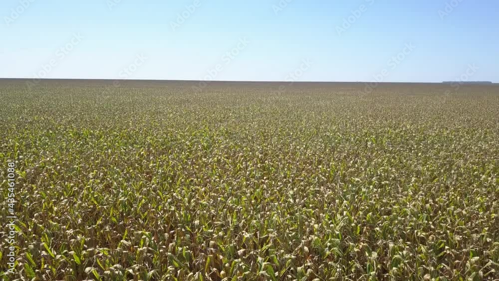 Beautiful drone aerial view of huge corn field and forest trees on farm ...