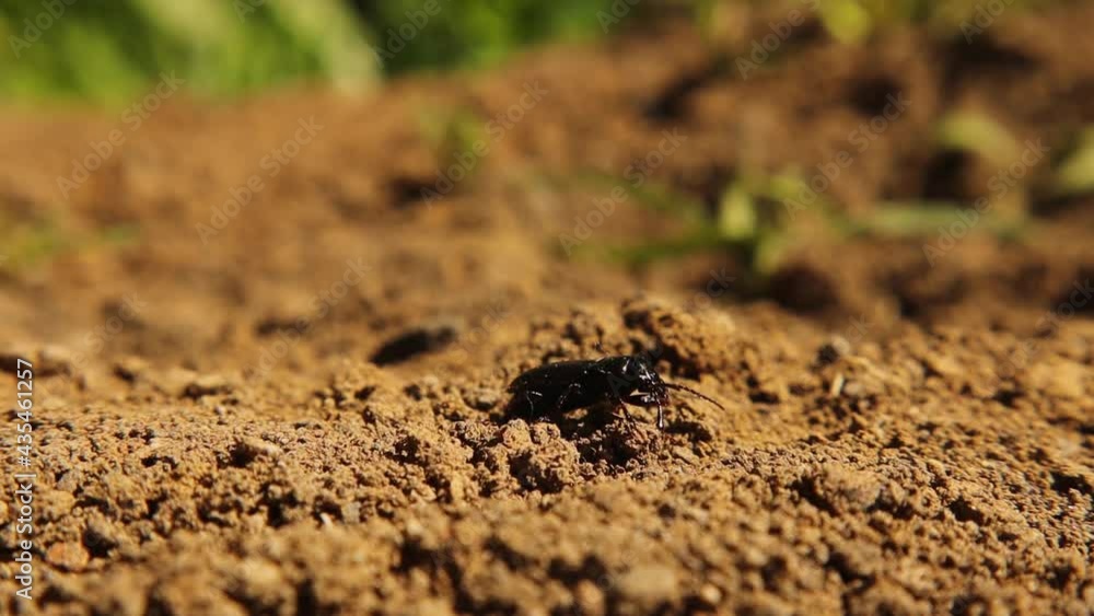 Black beetle in the garden | Stages of the superworm, adult. the life ...