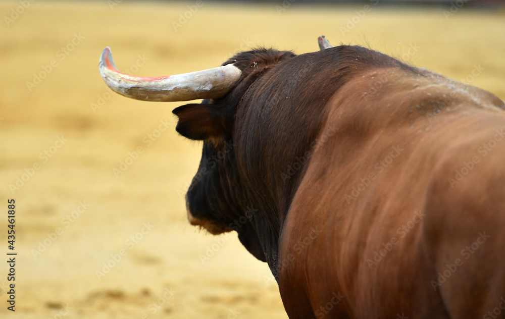 un toro español con grandes cuernos en una plaza de toros durante un ...