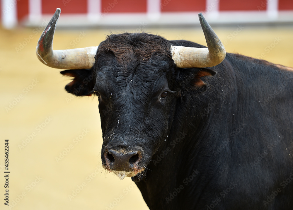 Poster un toro español con grandes cuernos en una plaza de toros ...