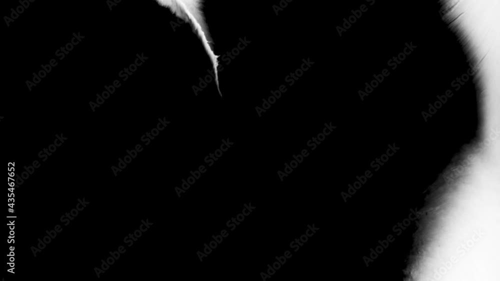 Video „art, artistic, background, black, bleed, blob, blood, bloom ...