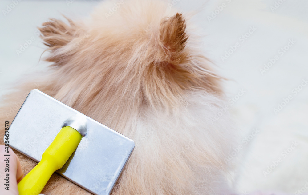 Brushing the dog. Care for the dog 's hair. Combing the dog's hair with ...