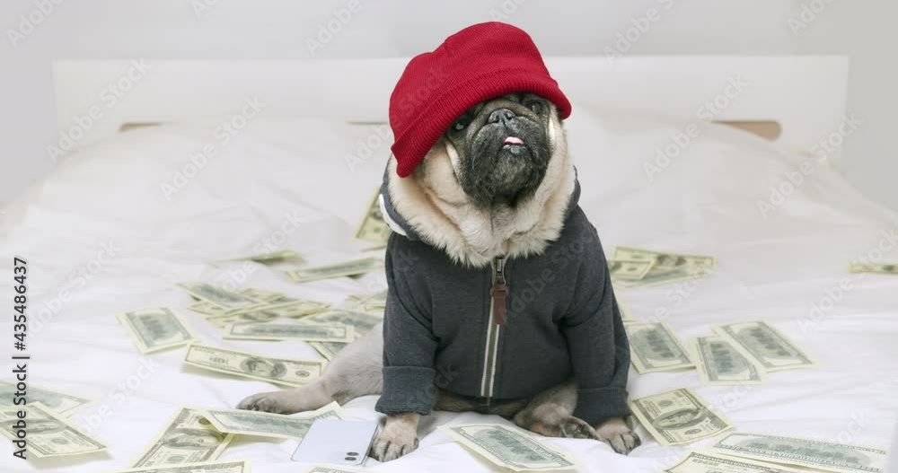 Vidéo Stock Cute pug dog sitting on white bed with lot of money, bunch ...