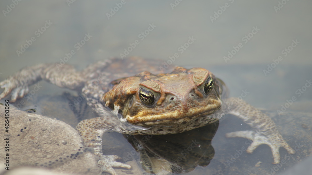 The cane toad (Rhinella marina), sometimes known as the "bufo", giant ...