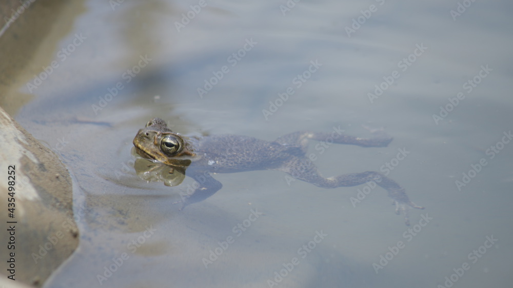 The cane toad (Rhinella marina), sometimes known as the "bufo", giant ...