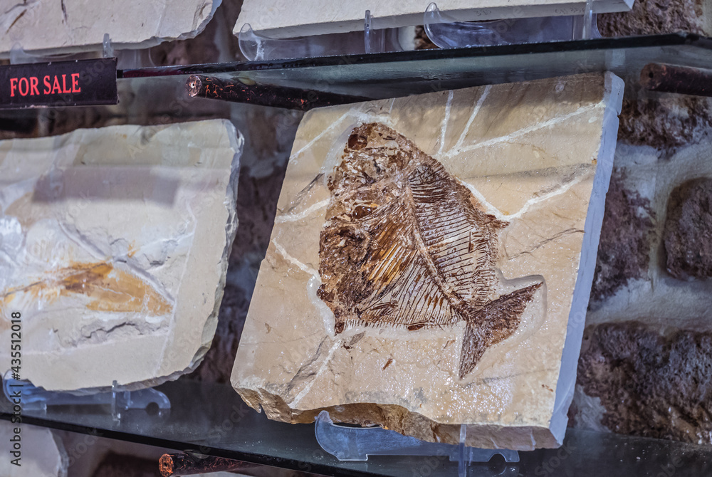 Byblos, Lebanon - March 5, 2020: Example of fossils in shop and museum ...