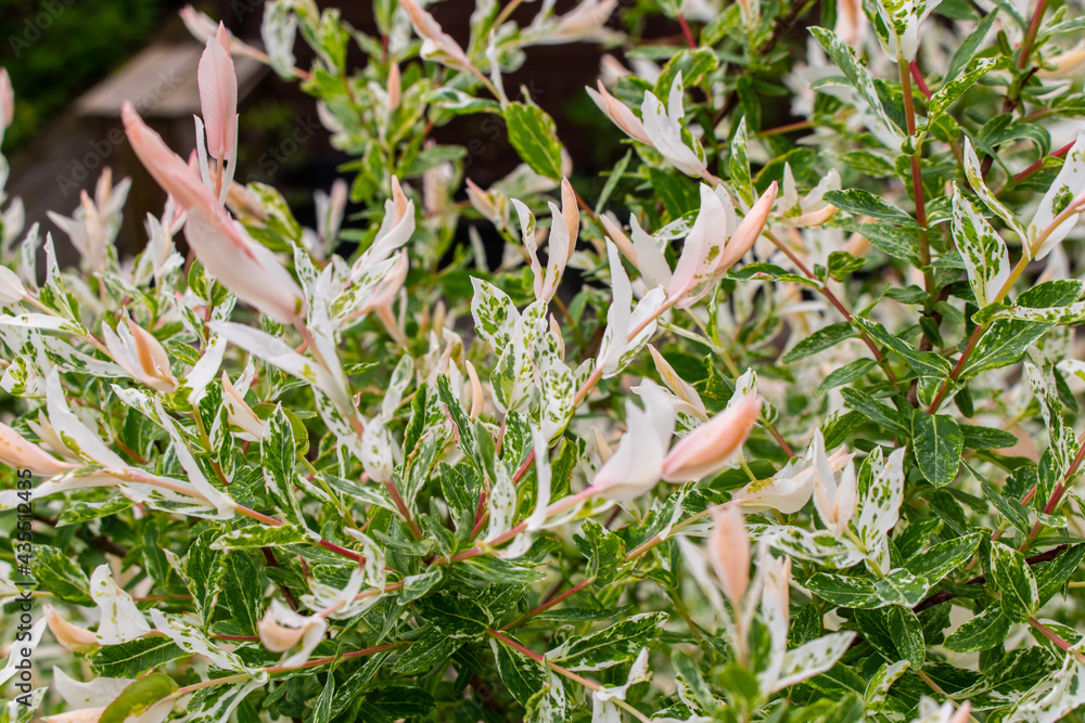 Salix integra is a species of willow native to northeastern China ...