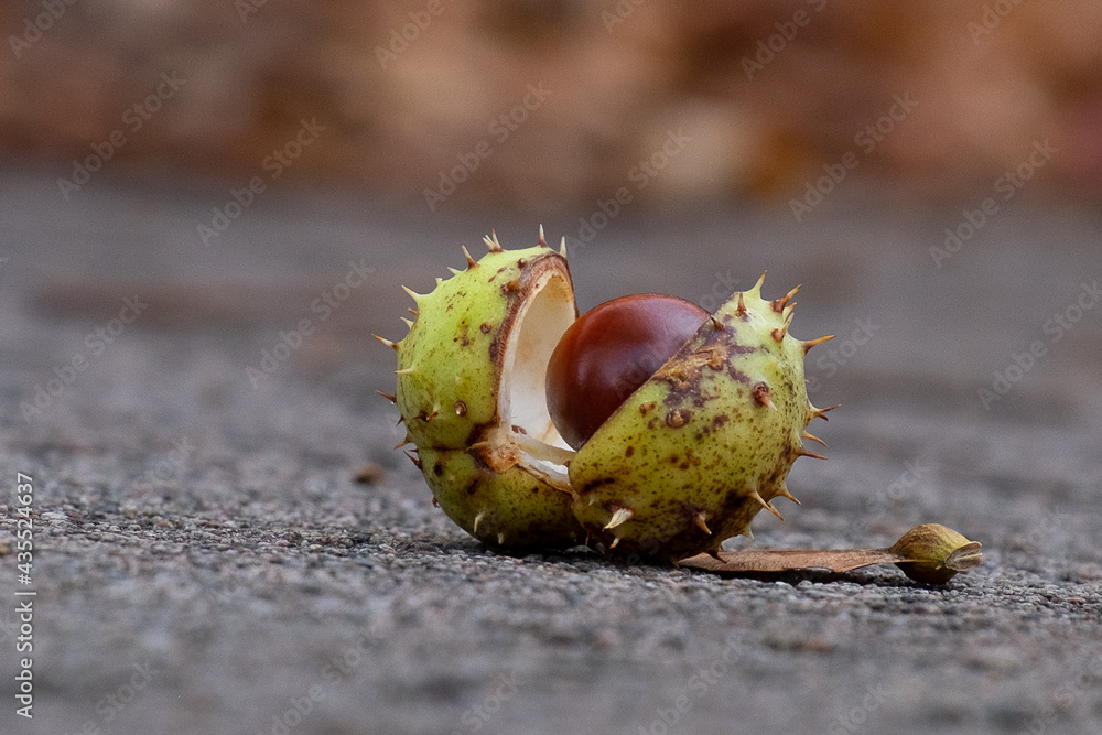 A shinny brown horse chestnut in the middle of the husk has broken open ...