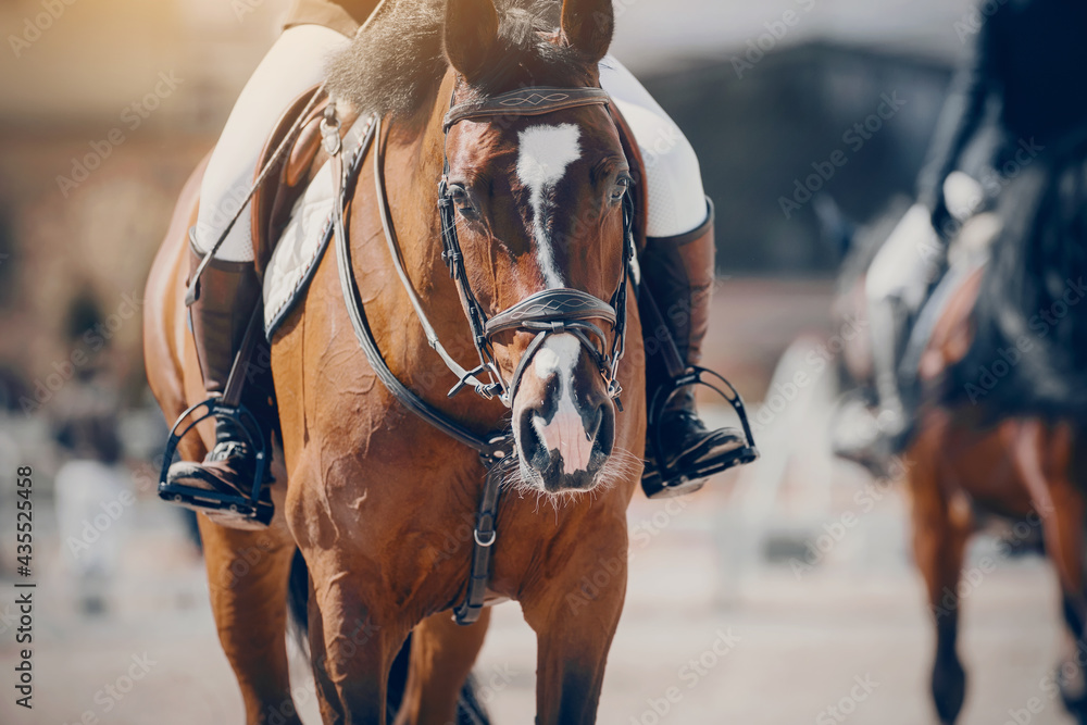 Equestrian sport. Portrait sports brown stallion in the bridle. The leg ...
