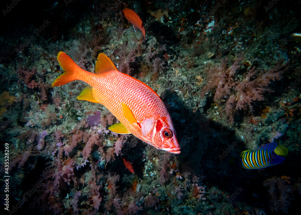 Red Squirrel Fish in a cave at the bottom of the Indian Ocean Stock ...