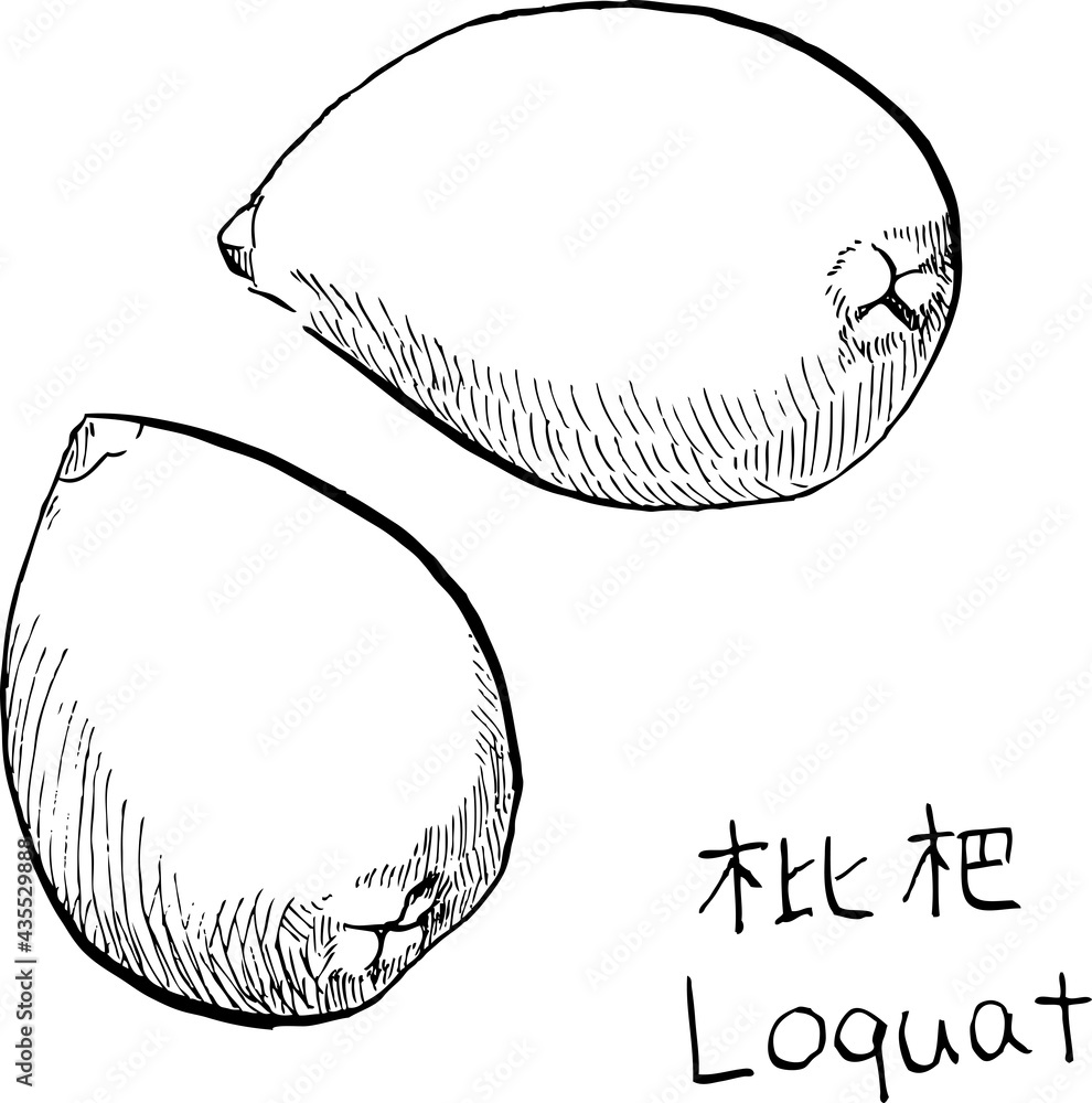 This is a black and white illustration of two loquats drawn with a hand ...