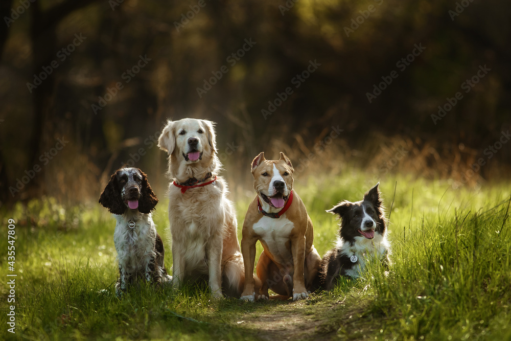 group of dogs golden retriever, spaniel, border collie and staff Stock ...