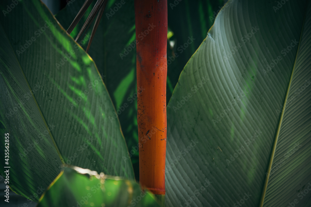 Red trunk palm tree with green palm leaves background Stock Photo ...