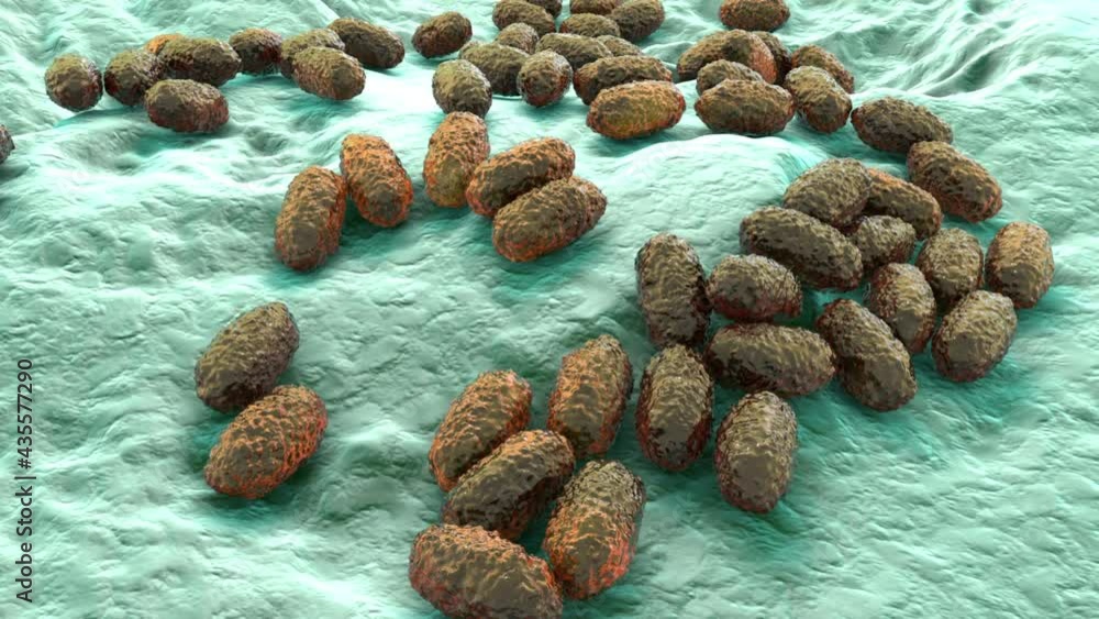Whooping cough bacteria Bordetella pertussis, 3D animation. Gram ...