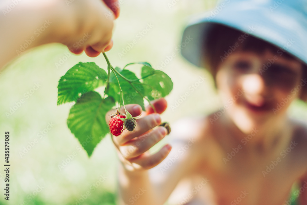 Child Boy Hands Touch And Take Fresh Raspberries With Green Leaves From ...