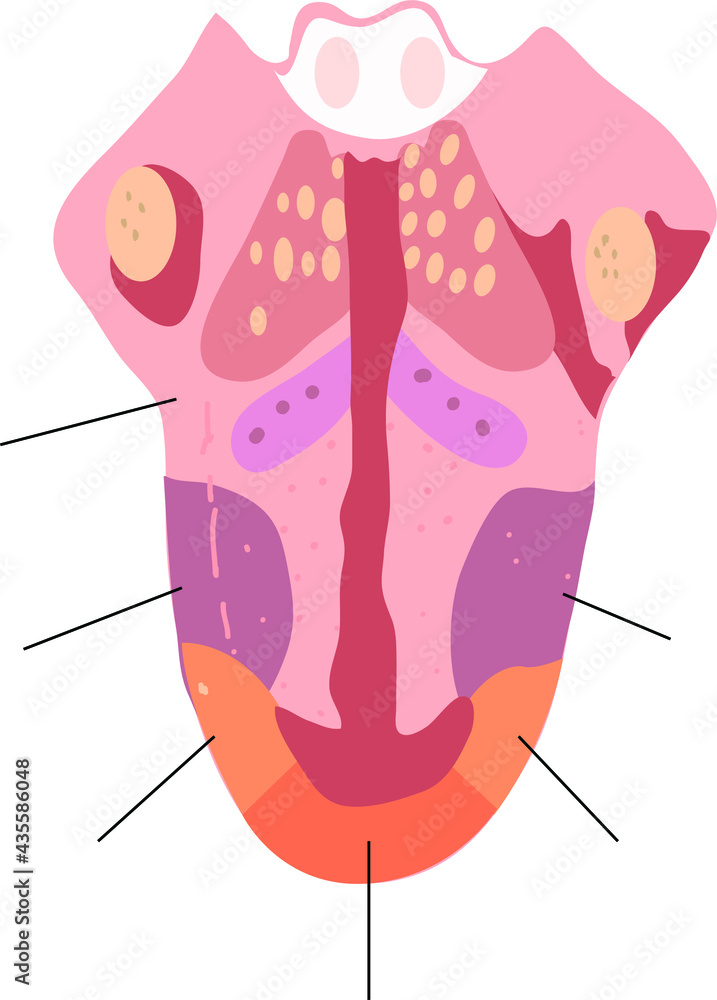 Vector Illustration of an Tongue Anatomy Stock Vector | Adobe Stock
