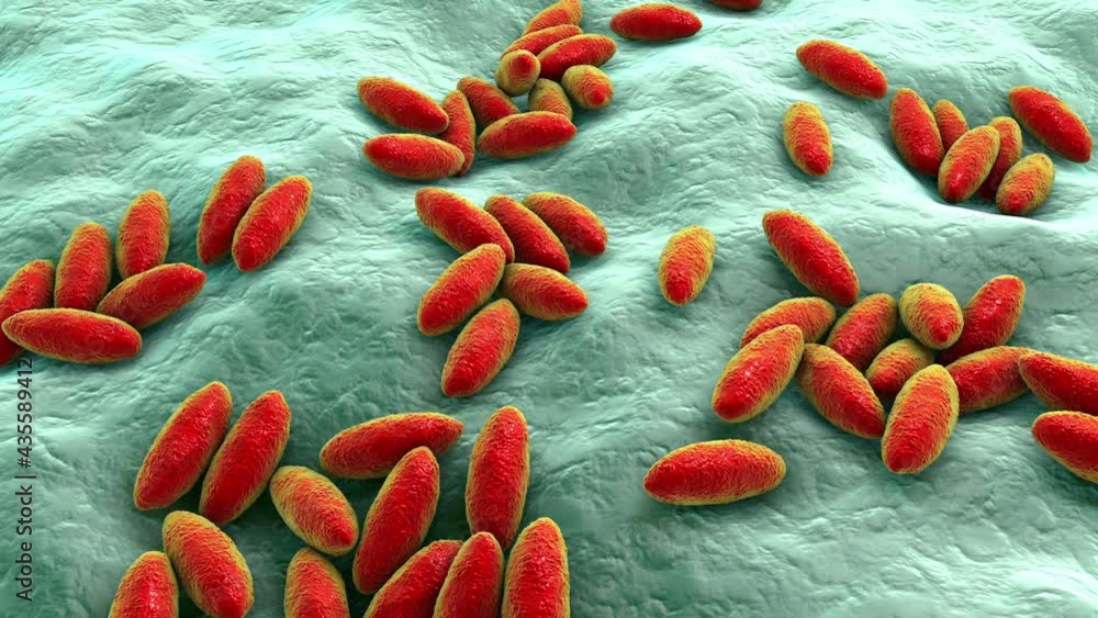 Vídeo do Stock: Brucella bacteria, 3D animation. Gram-negative bacteria ...