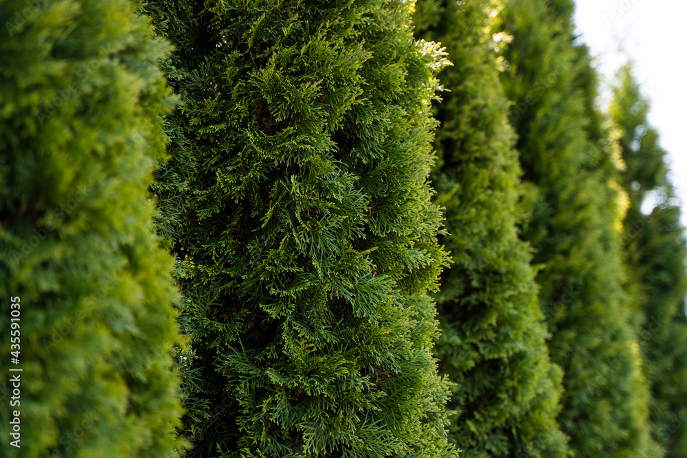 Green hedge of thuja trees. Closeup fresh green branches of thuja trees ...
