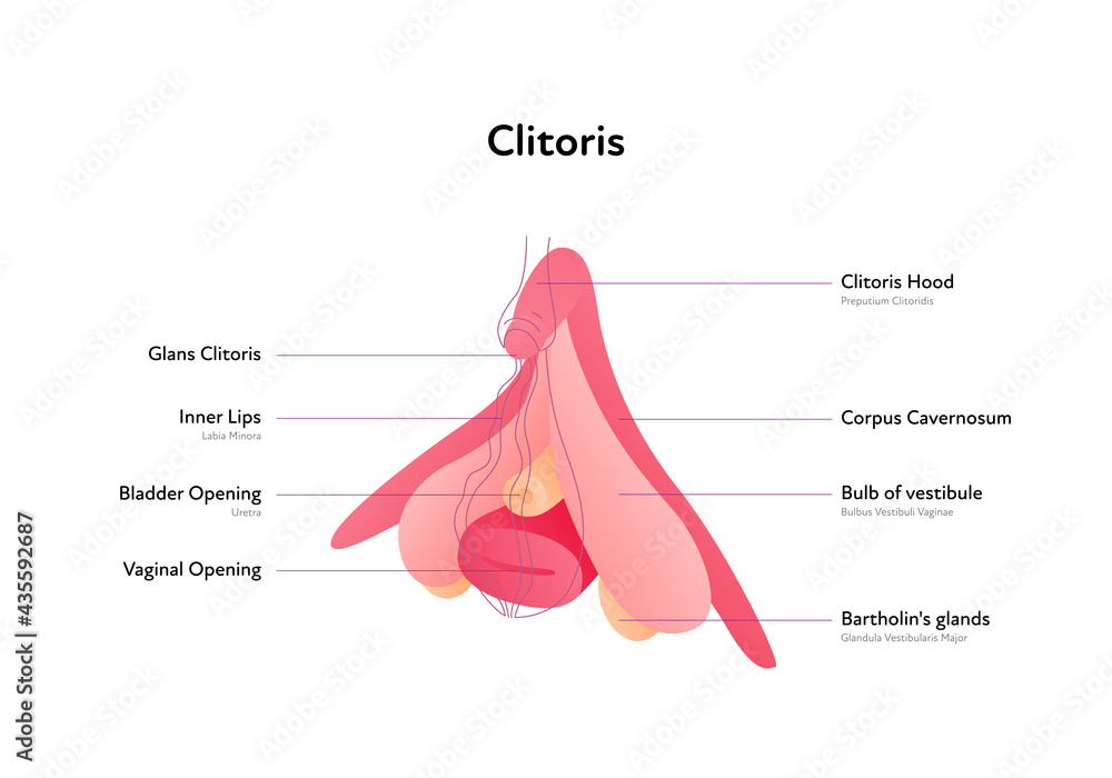 Reproductive System Infographic Poster Vector Flat Medical