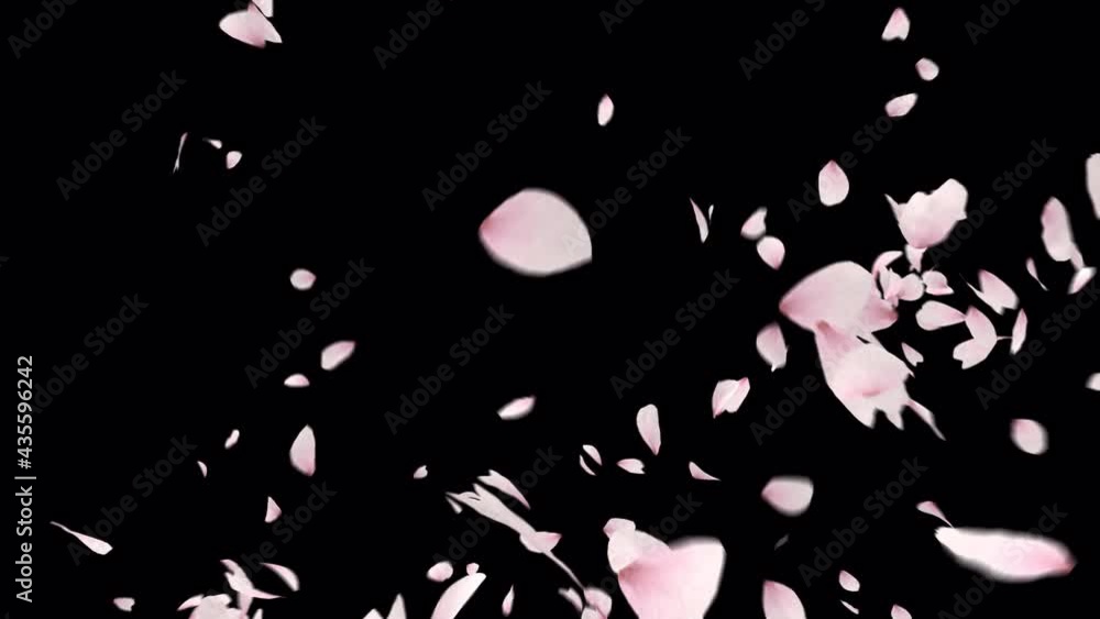 Cherry Blossom Petals Explosion with alpha channel. easy to use place ...