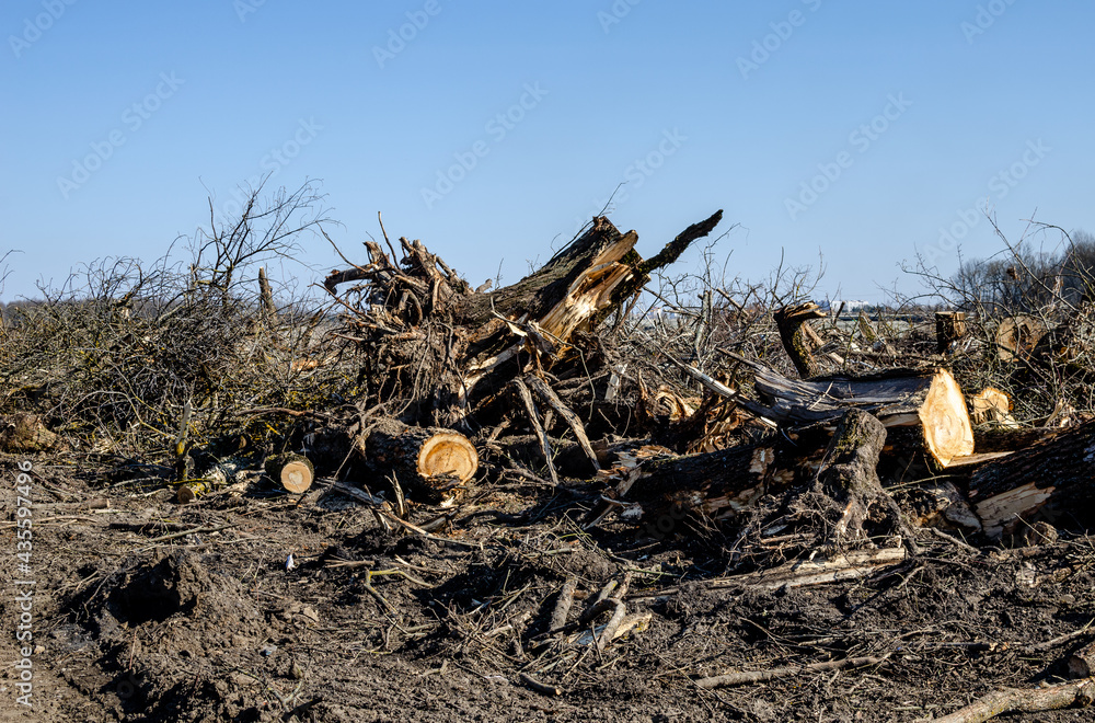 Uprooted tree stumps. Deforestation, forest clearing, uprooting trees ...