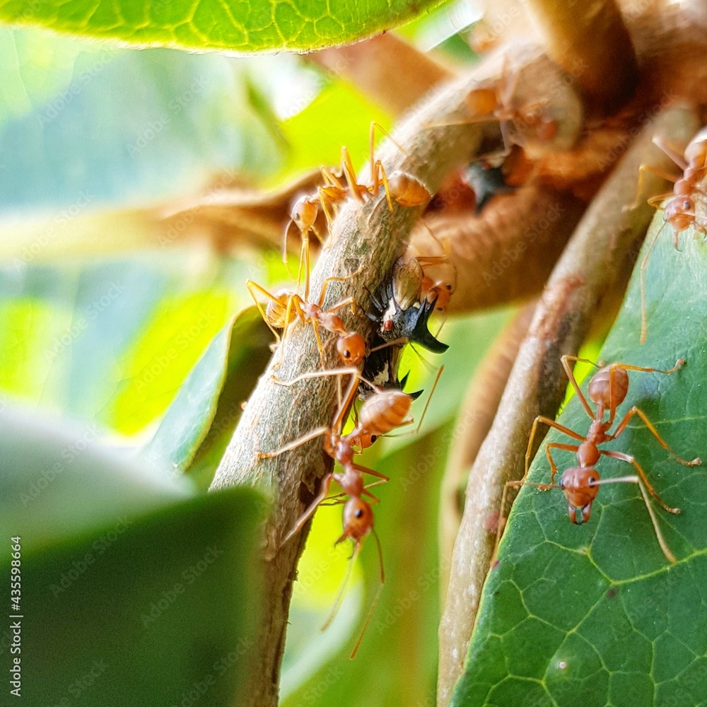 Petite symbiose entre... Fourmis tisserandes (Oecophylla smaragdina) et ...