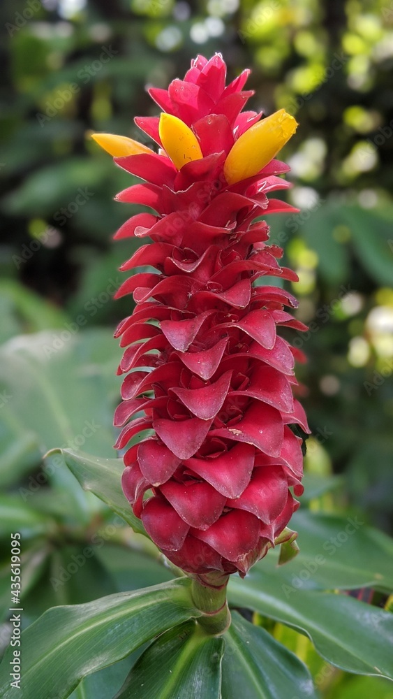 Alpinia Purpurata with some nice DOF; shot in a rainforest in Cairns ...