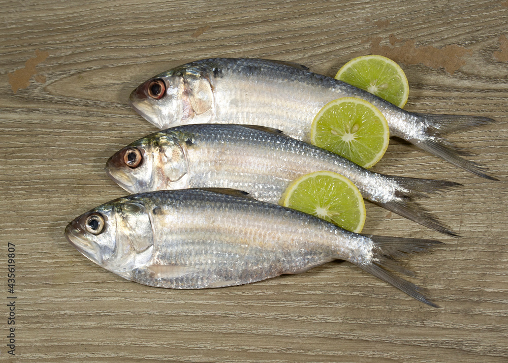 Small size Hilsafish Tenualosa ilisha, ilish, hilsa (national fish of ...