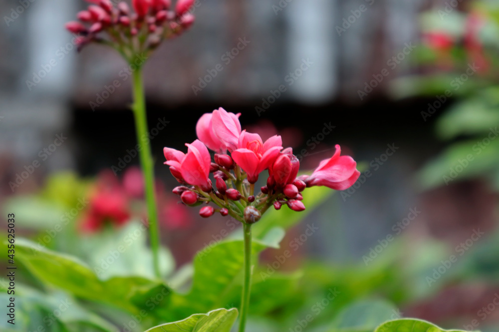 indian red tropical milkweed,Milkweeds As Honey Plants Bee Culture ...