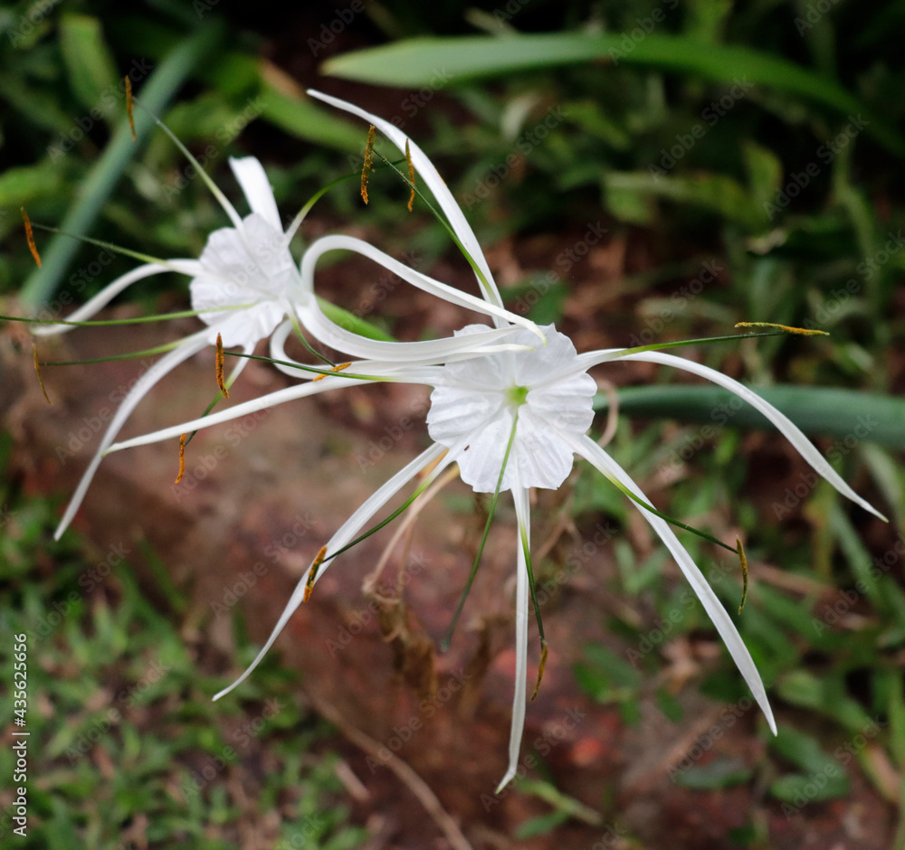 Hymenocallis littoralis or the beach spider lily is a plant species of ...