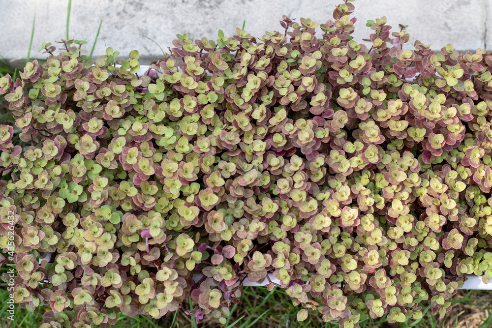 Callisia Repens, Love man tree, Callisia in the garden, Mini Turtle ...