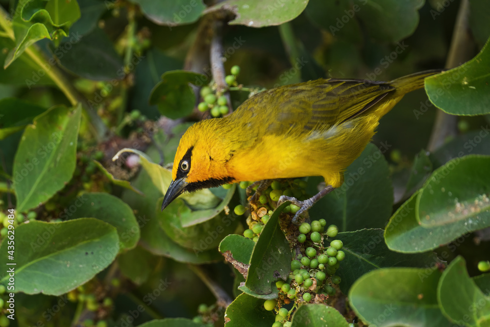 Spectacled Weaver - Ploceus ocularis, beautiful yellow weaver from ...