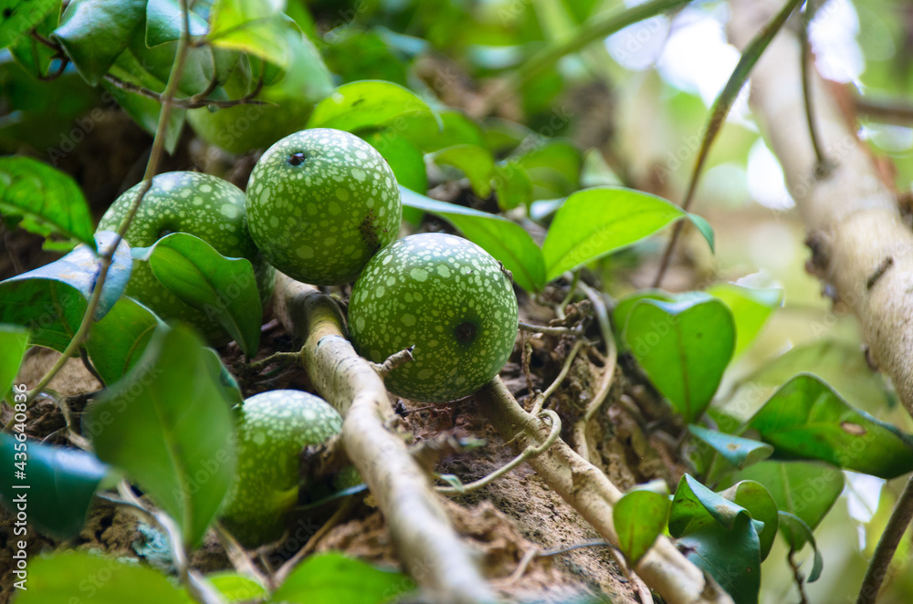 Ficus pumila (creeping fig or climbing fig) fruits and leaves on tree ...