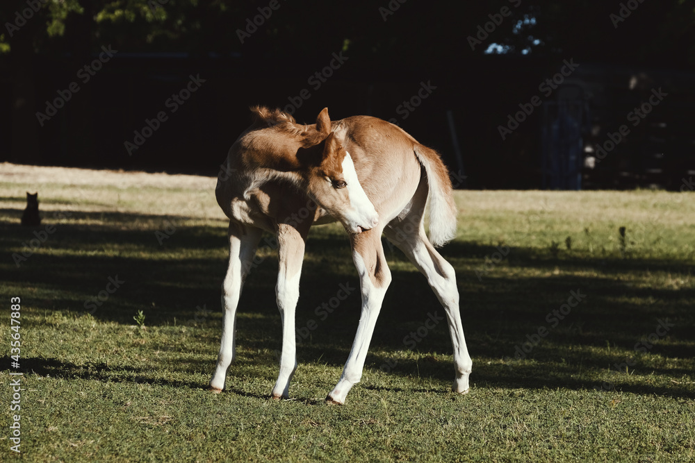 Colt foal horse in summer field on farm shows baby animal close up ...