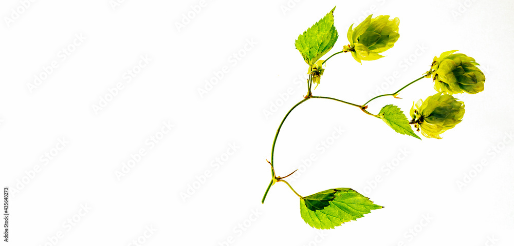 Echter Hopfen Pflanzenart in der Gattung Hopfen Verwendung beim ...