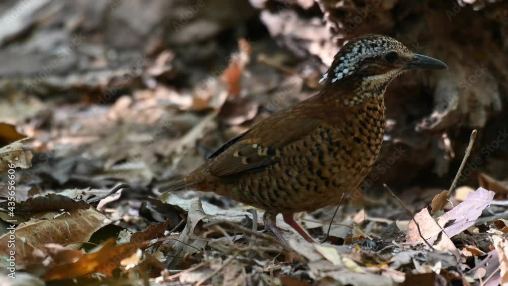 Eared Pitta, Hydrornis phayrei, Thailand; foraging for some food using ...