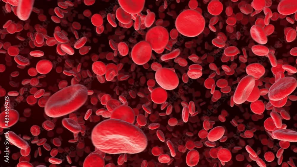 Inside Blood Vessel. Blood Stream inside Artery. Erythrocytes flow ...