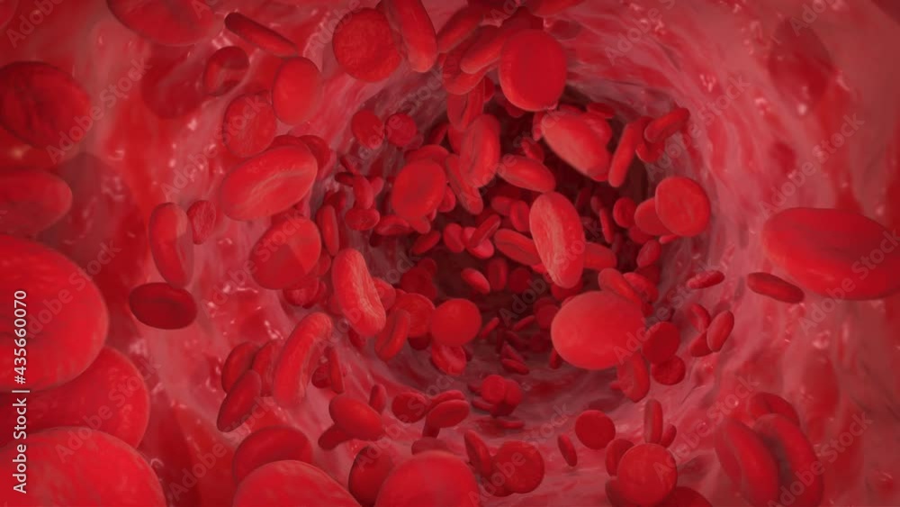 Red blood cells moving in the Blood Stream. Erythrocytes flow animation ...
