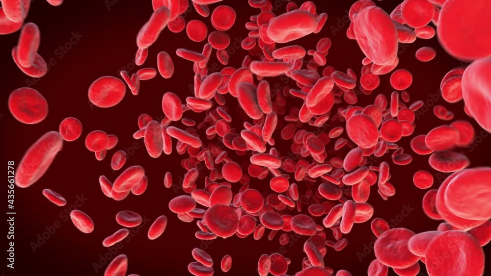 Inside Blood Vessel. Blood Stream inside Artery. Erythrocytes and ...