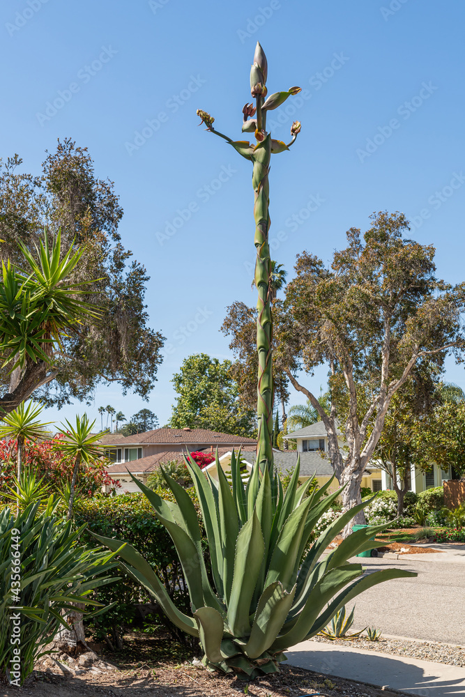 Goleta, CA, USA - May 19, 2021: Giant Aloe Vera cactus blooming on its ...