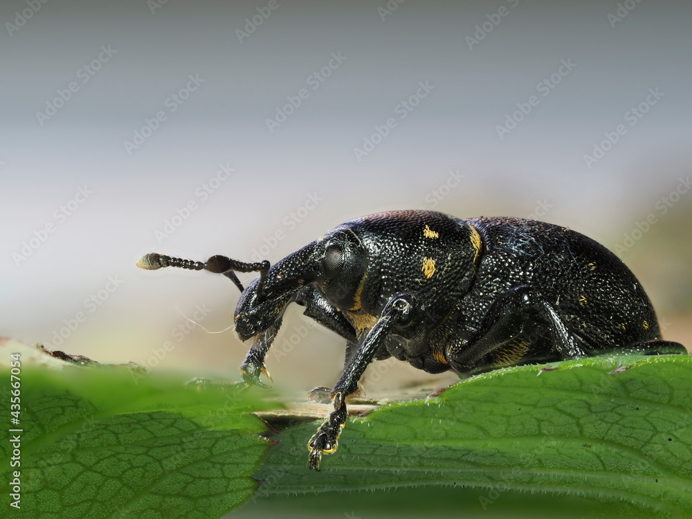 Möhrenrüssler,liparus (Liparus coronatus) ภาพถ่ายสต็อก | Adobe Stock