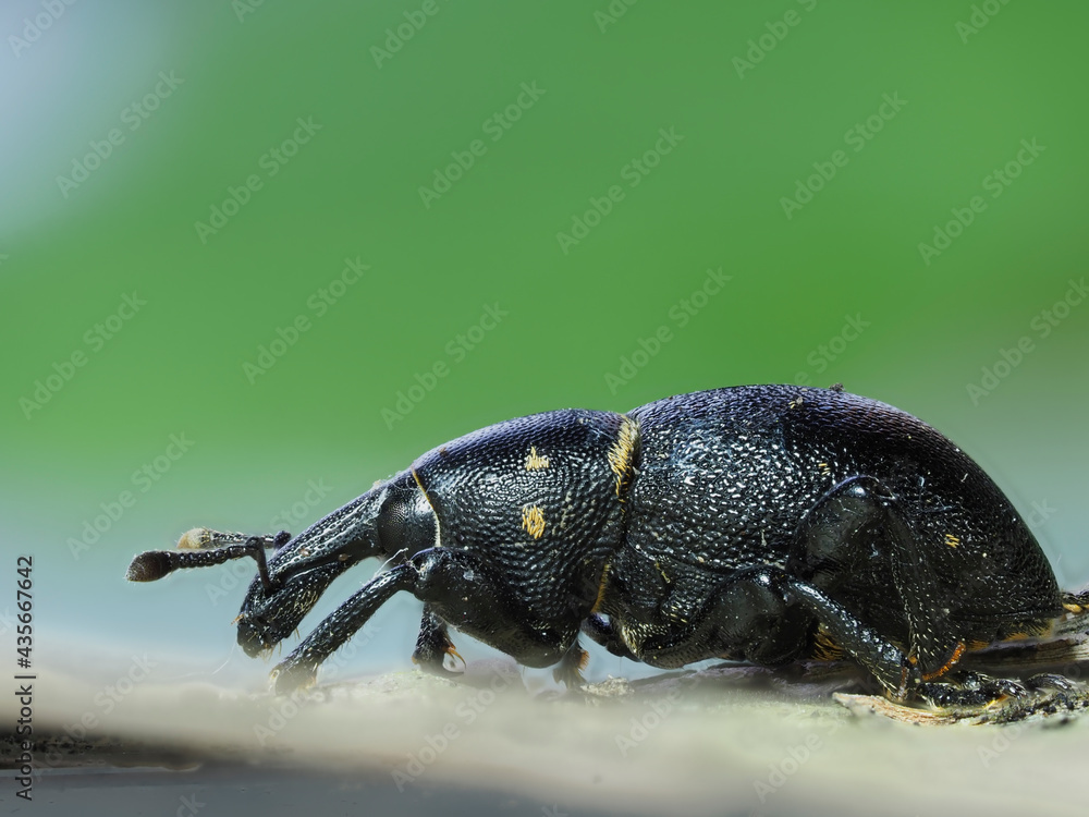 Möhrenrüssler,liparus (Liparus coronatus) Stock Photo | Adobe Stock