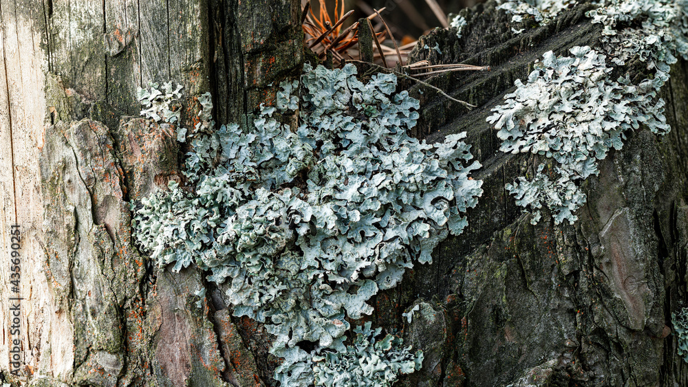Lichen Parmelia sulcata on an old tree stump in a pine forest Stock ...