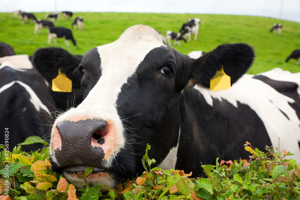 Spotted cows on a green field. Dairy cattle also called dairy cows or ...